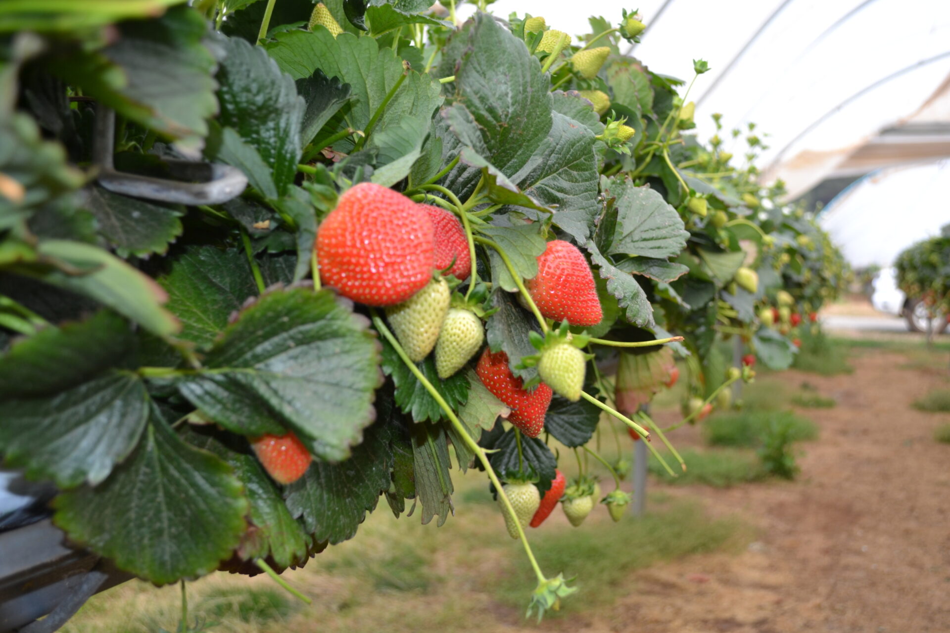 Costa Berries bus starts in Devonport - Costa Group