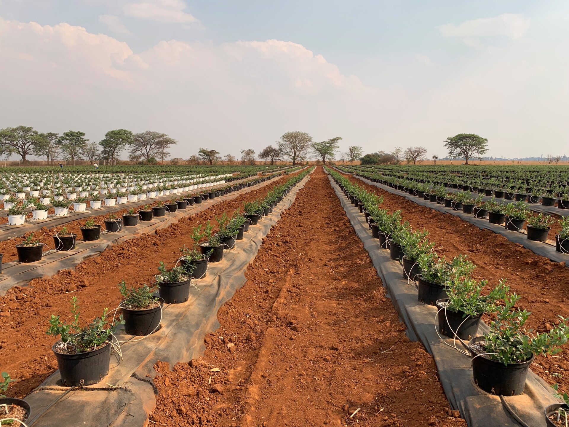 African Blue broadens supply - Costa Group
