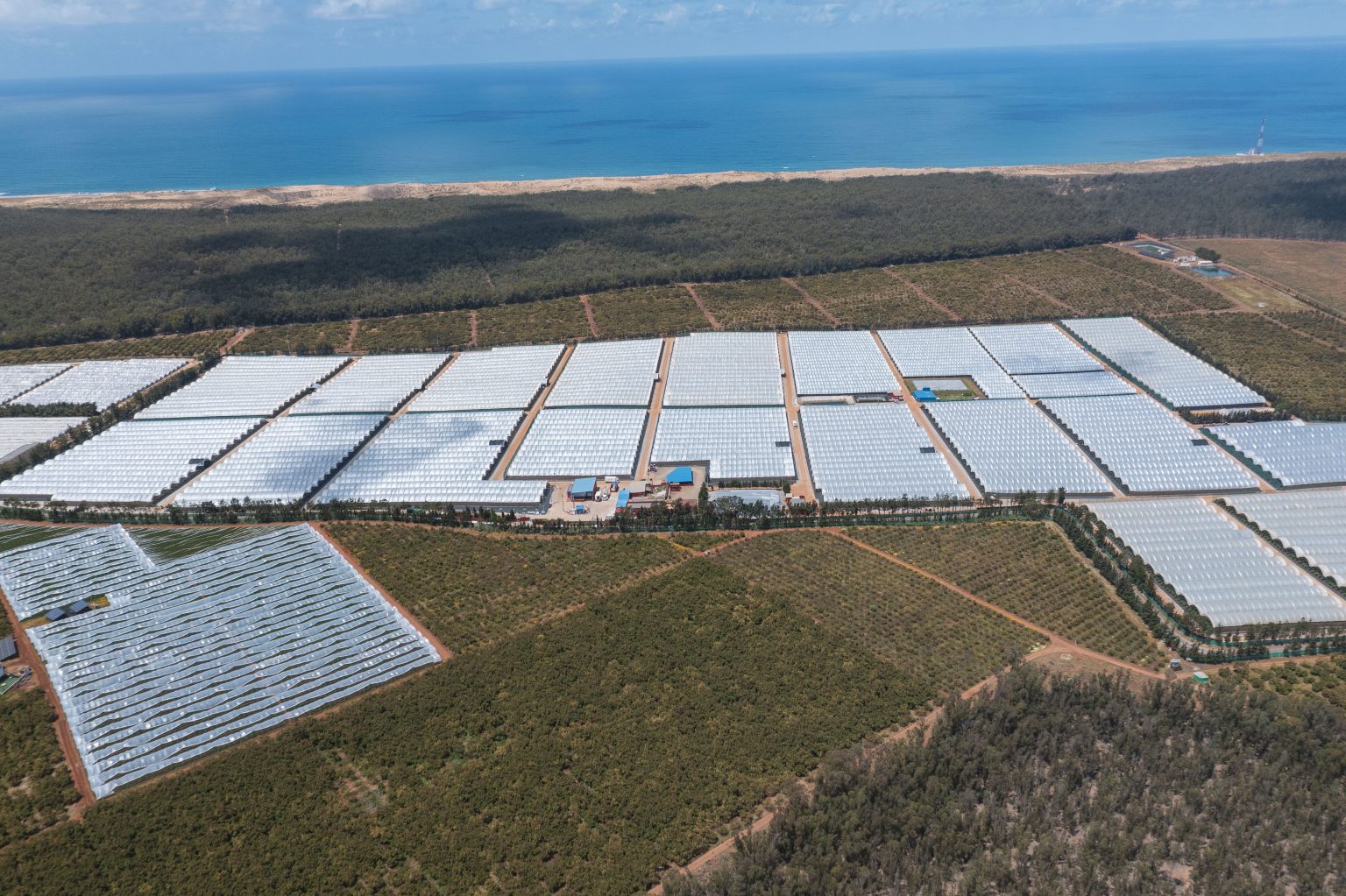 African Blue pivotal in global expansion - Costa Group
